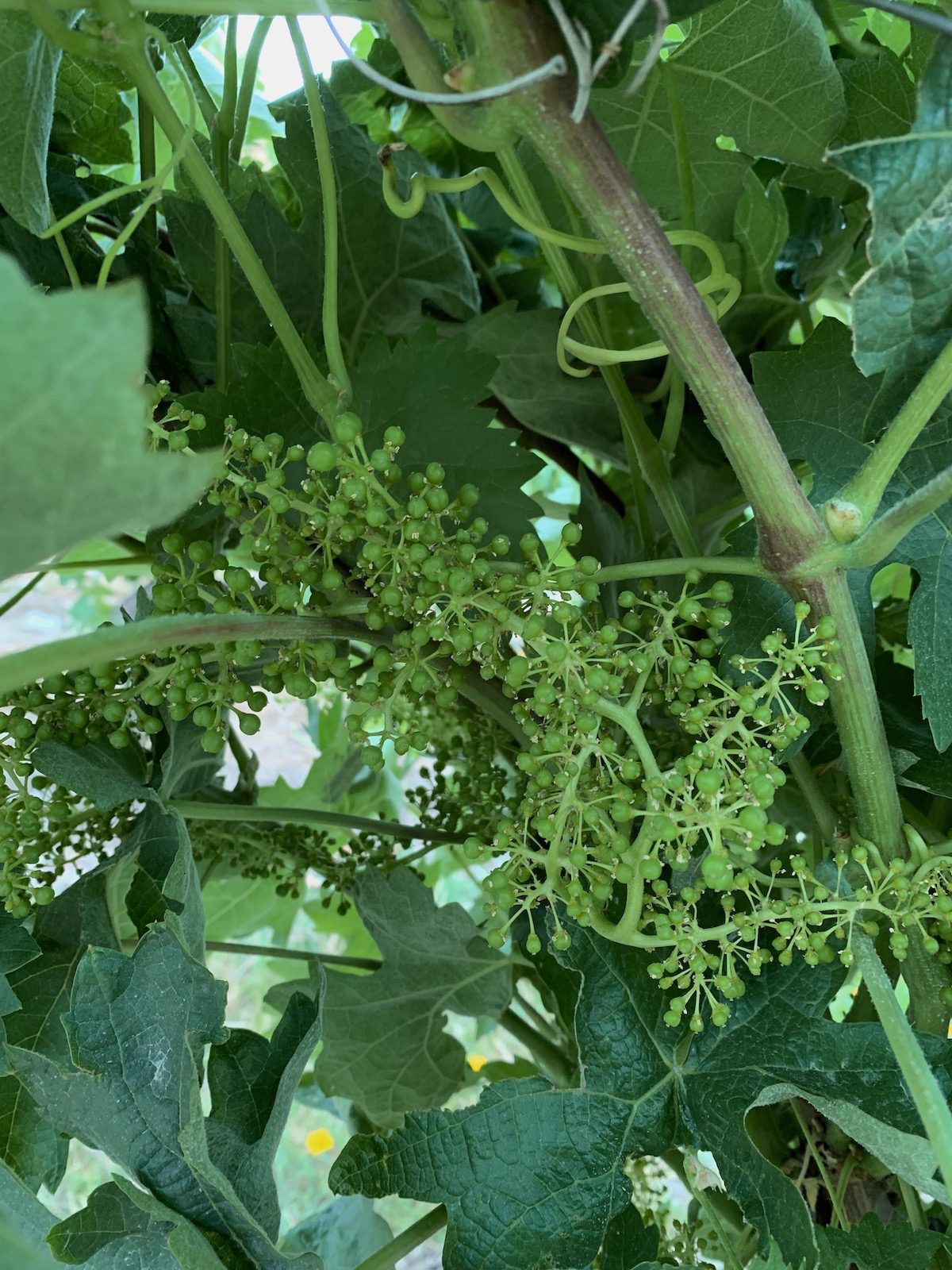 A sip of Portugal wine in Douro Valley – Gustobeats